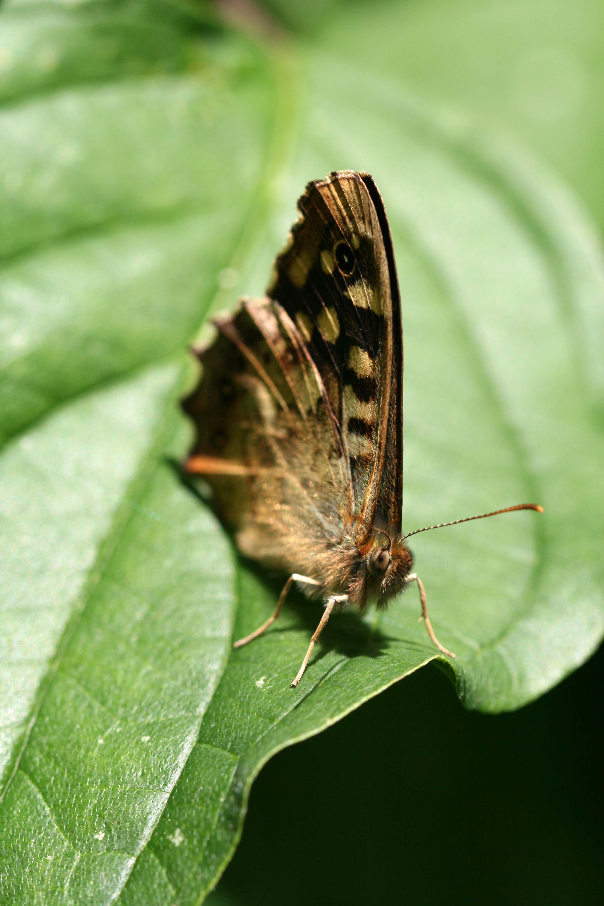 FB brown butterfly 8 - Lynne Garner